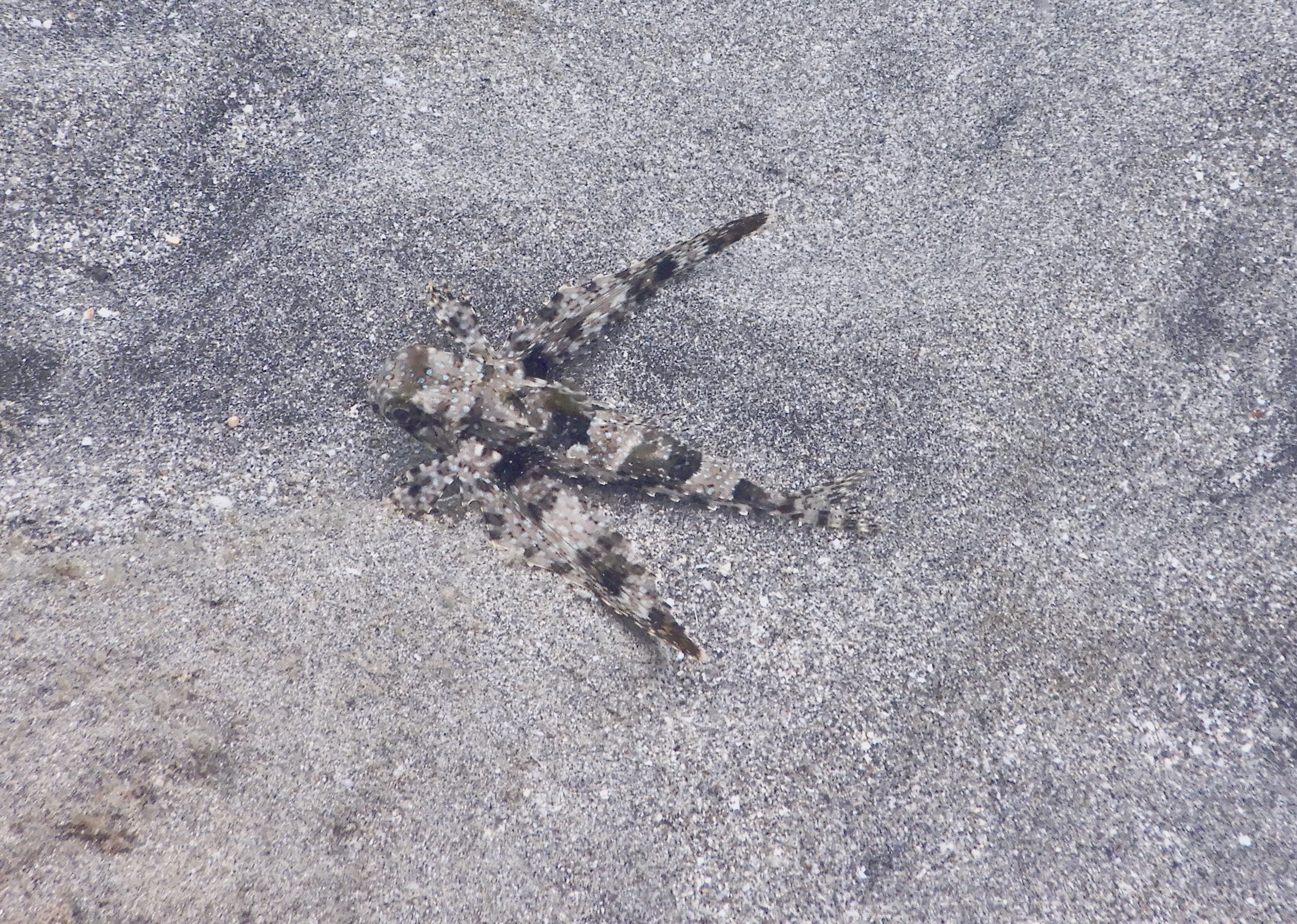 Quest for the Flying Gurnard – Life on Lady